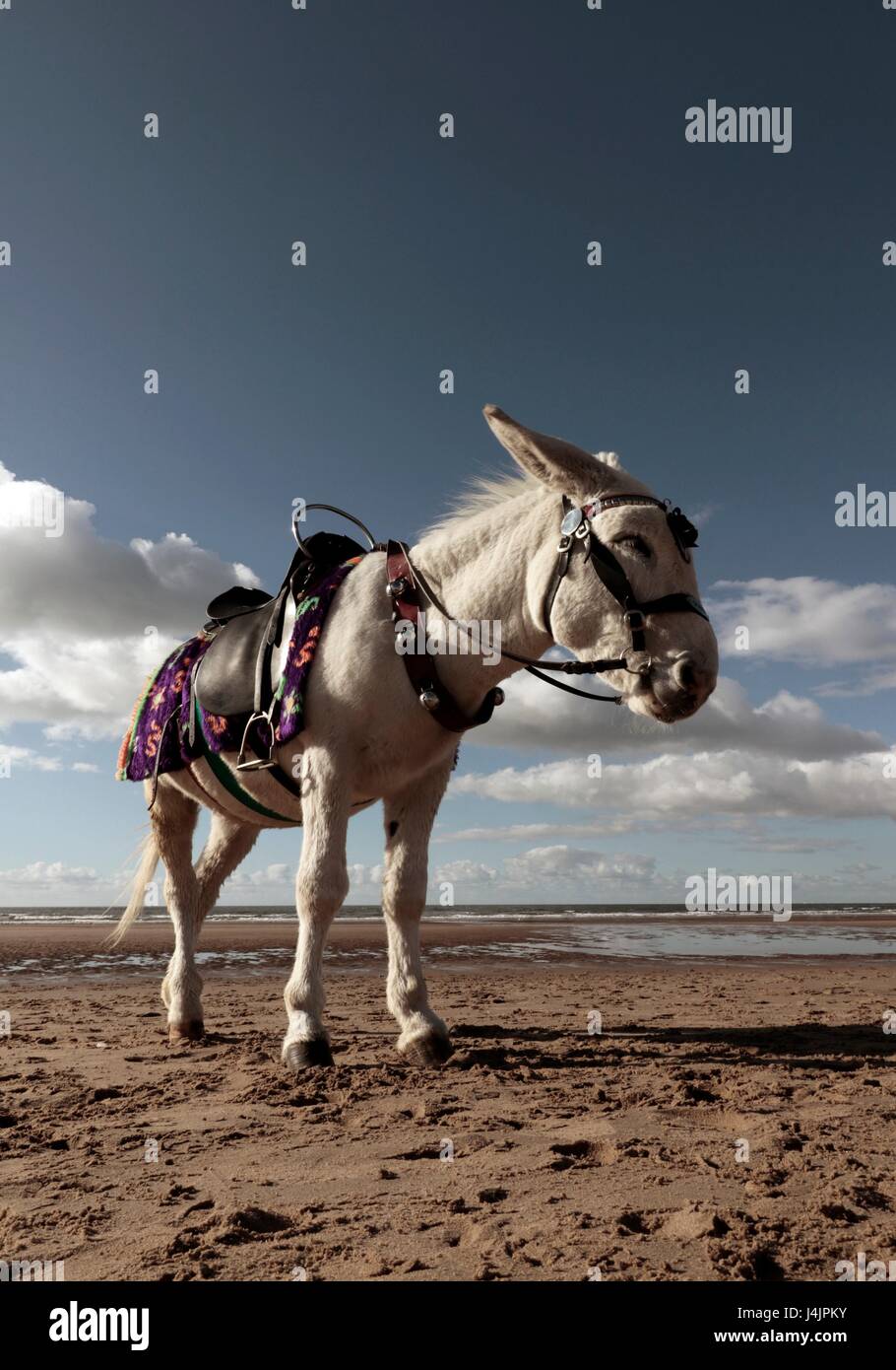 Donkey on beach, UK Stock Photo - Alamy