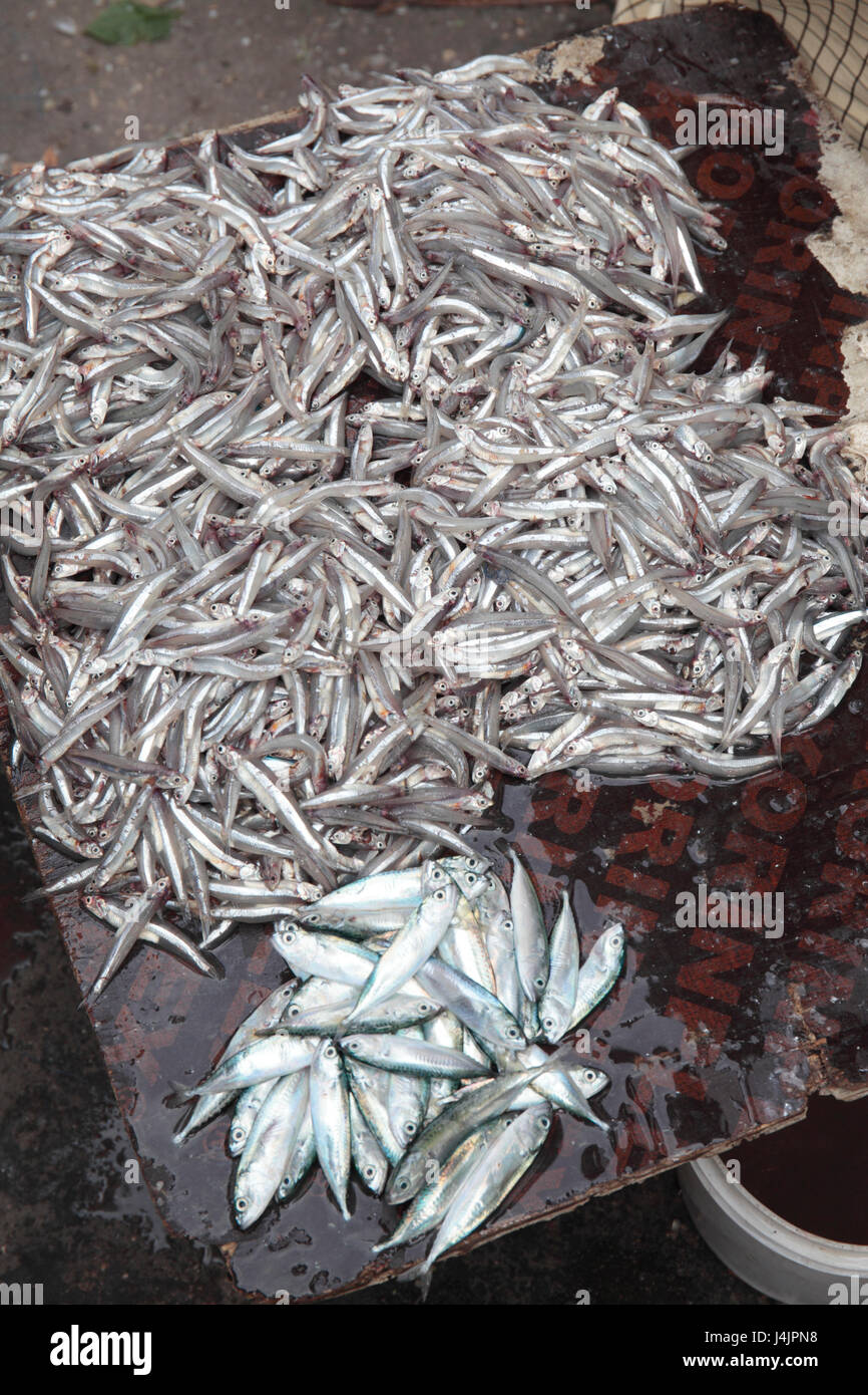 Fish in stone hi-res stock photography and images - Alamy