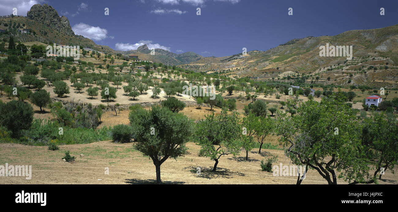 Italy, Calabria, Aspromonte, Pentedattilo, scenery, olive trees ...