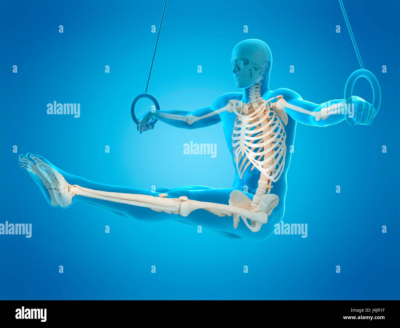 Skeletal structure of athlete hi-res stock photography and images - Alamy