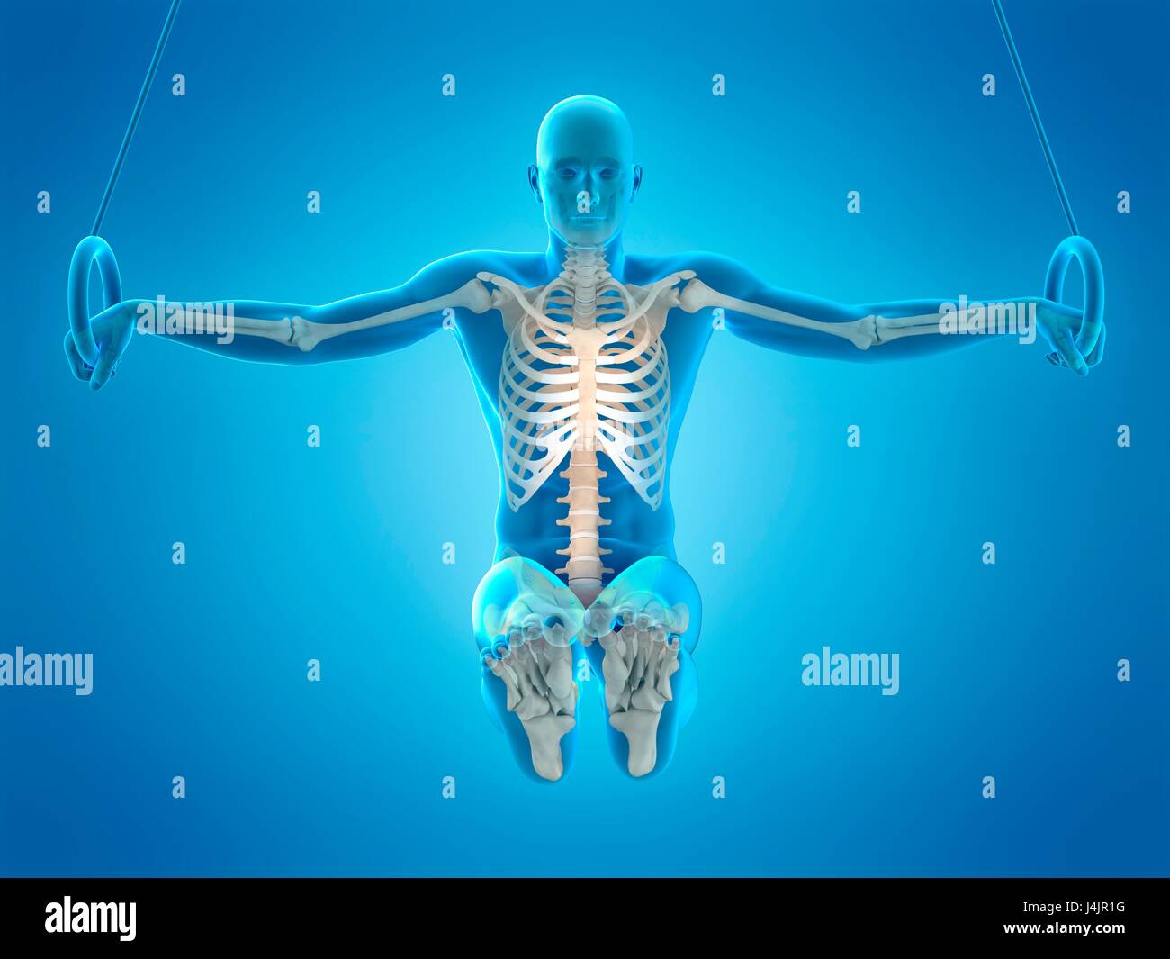 Skeletal Structure Of Athlete High Resolution Stock Photography and ...