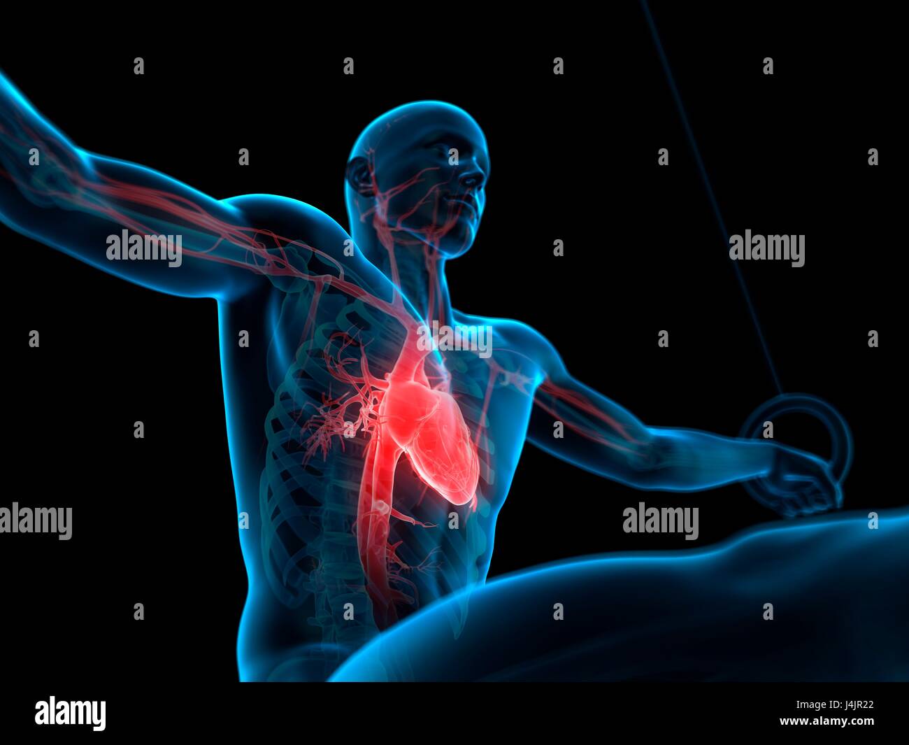 Human internal organ athlete hi-res stock photography and images - Alamy
