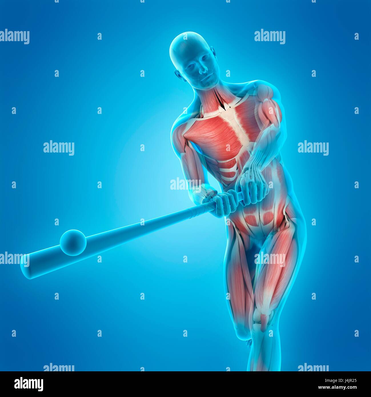 Anatomy of a baseball player hi-res stock photography and images - Alamy