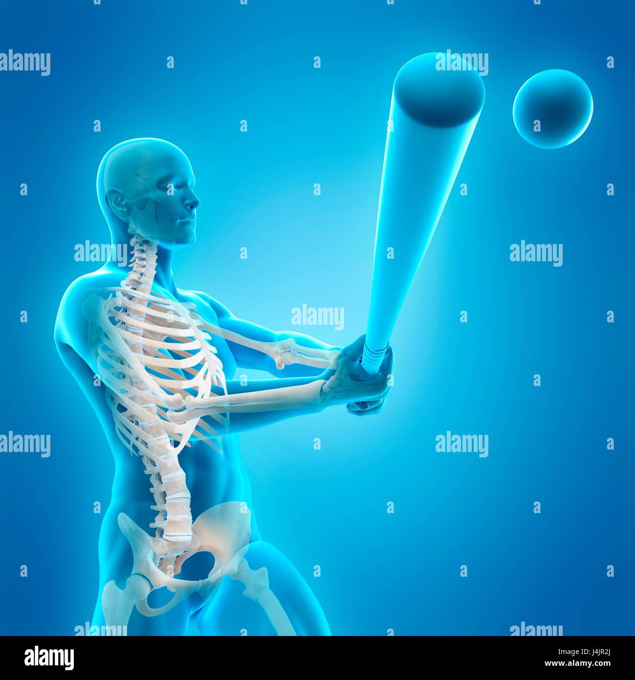 Skeletal structure of a baseball player, illustration Stock Photo - Alamy