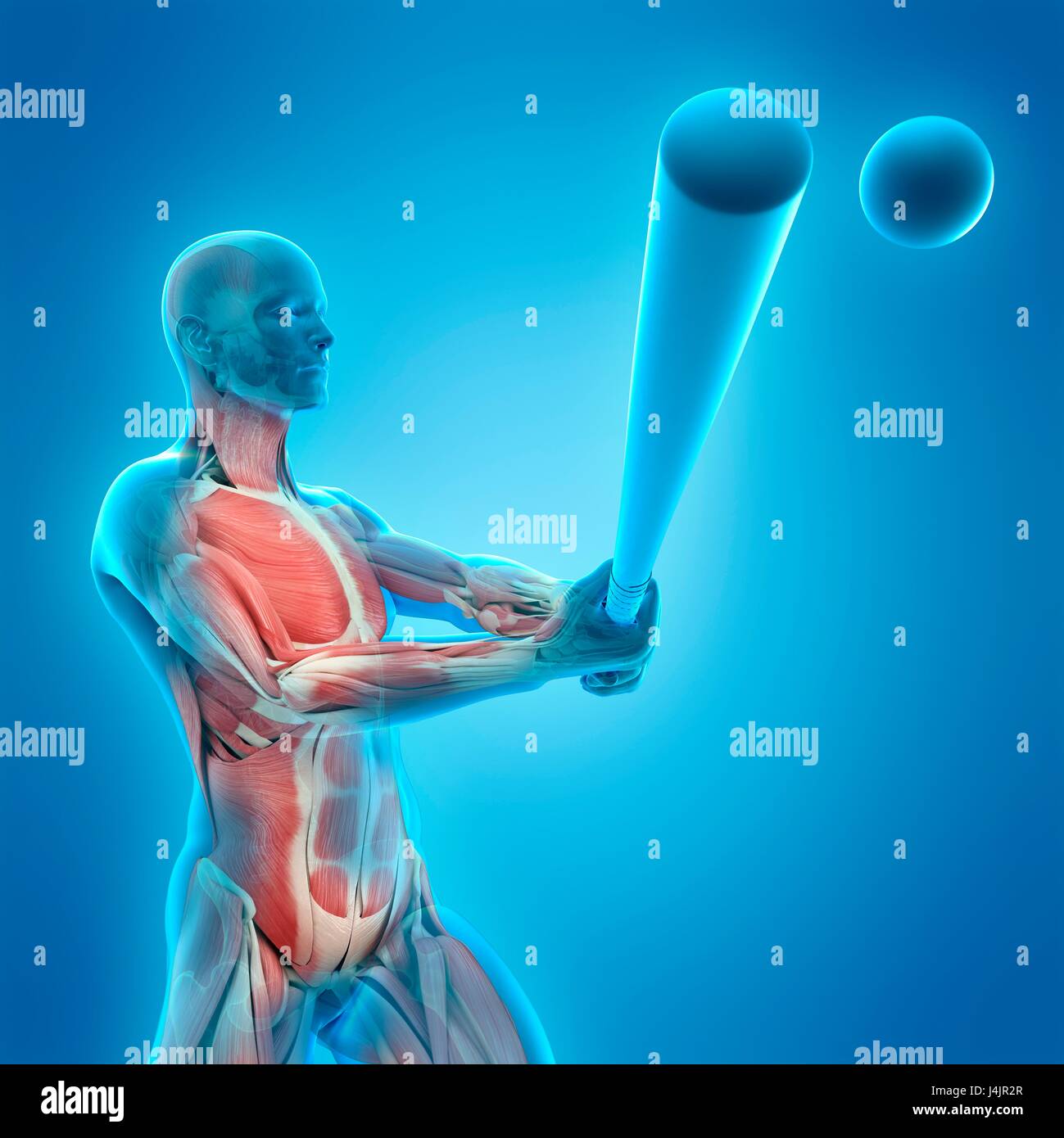 Anatomy of a baseball player hi-res stock photography and images - Alamy