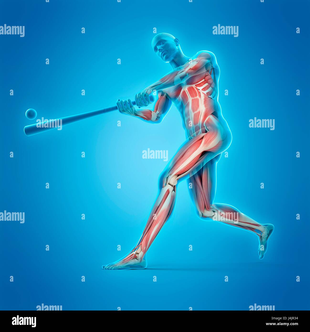 Muscular structure of a baseball player, illustration Stock Photo - Alamy