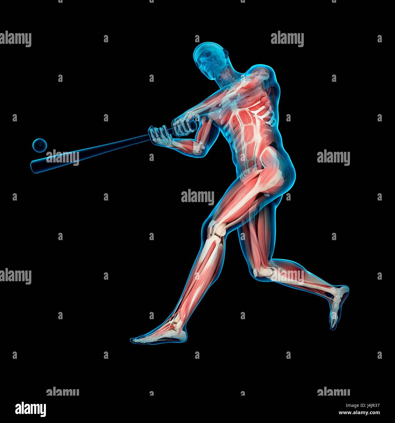 Anatomy of a baseball player hi-res stock photography and images - Alamy