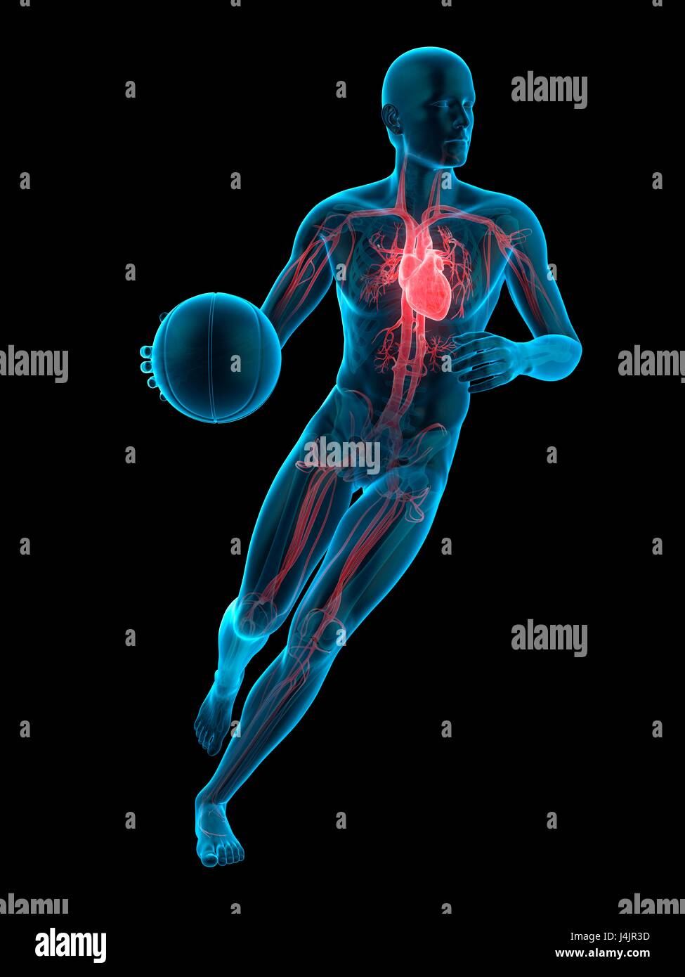 Anatomy of a basketball player, illustration Stock Photo - Alamy