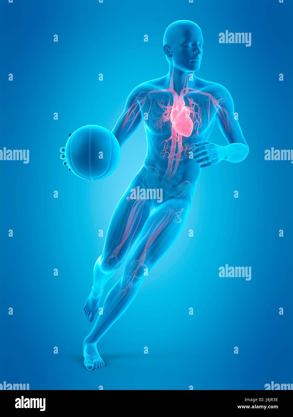 Anatomy of a basketball player, illustration Stock Photo - Alamy