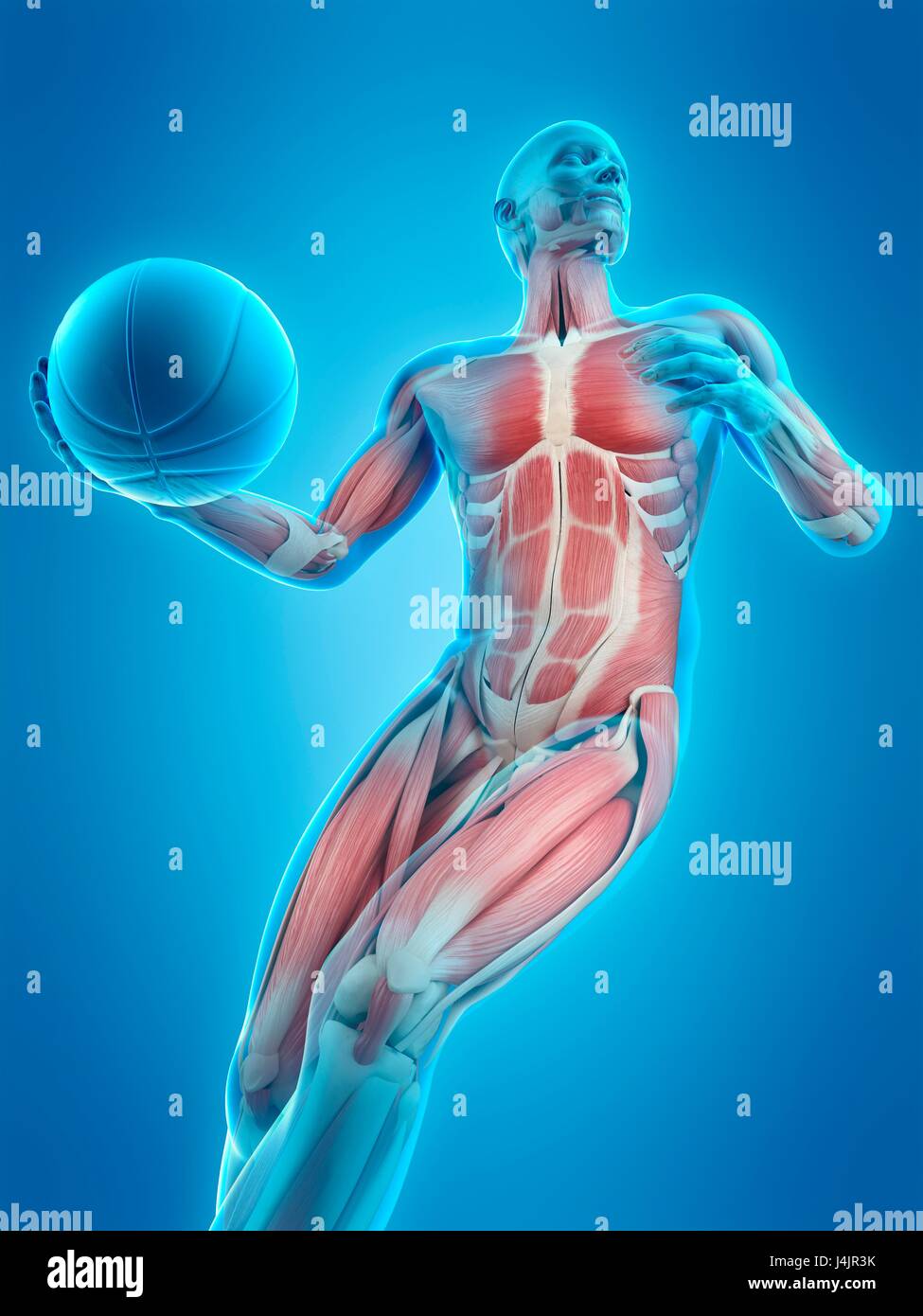 Muscular structure of a basketball player, illustration Stock Photo - Alamy