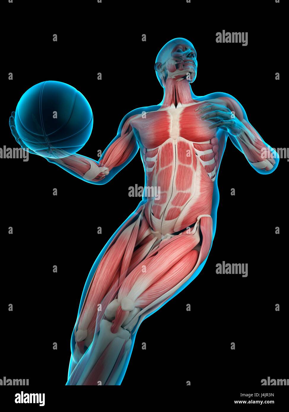 Best Muscles For Basketball at Laura Kiek blog