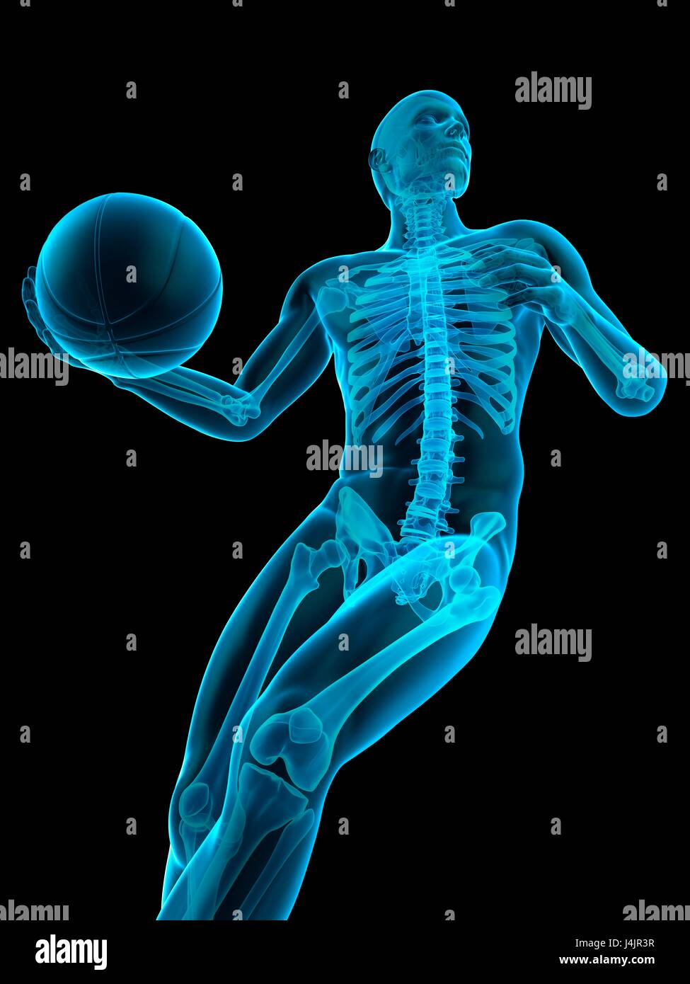 Skeletal structure of a basketball player, illustration Stock Photo - Alamy