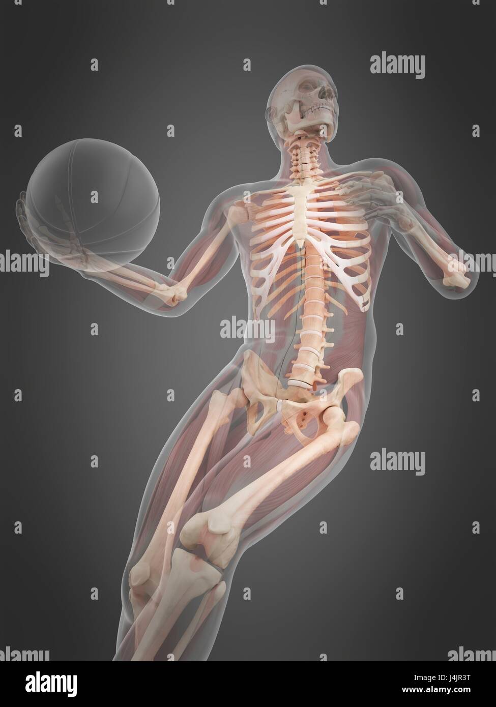 Skeletal structure of a basketball player, illustration Stock Photo - Alamy