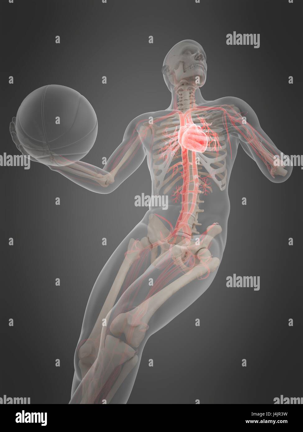 Anatomy of a basketball player, illustration Stock Photo - Alamy