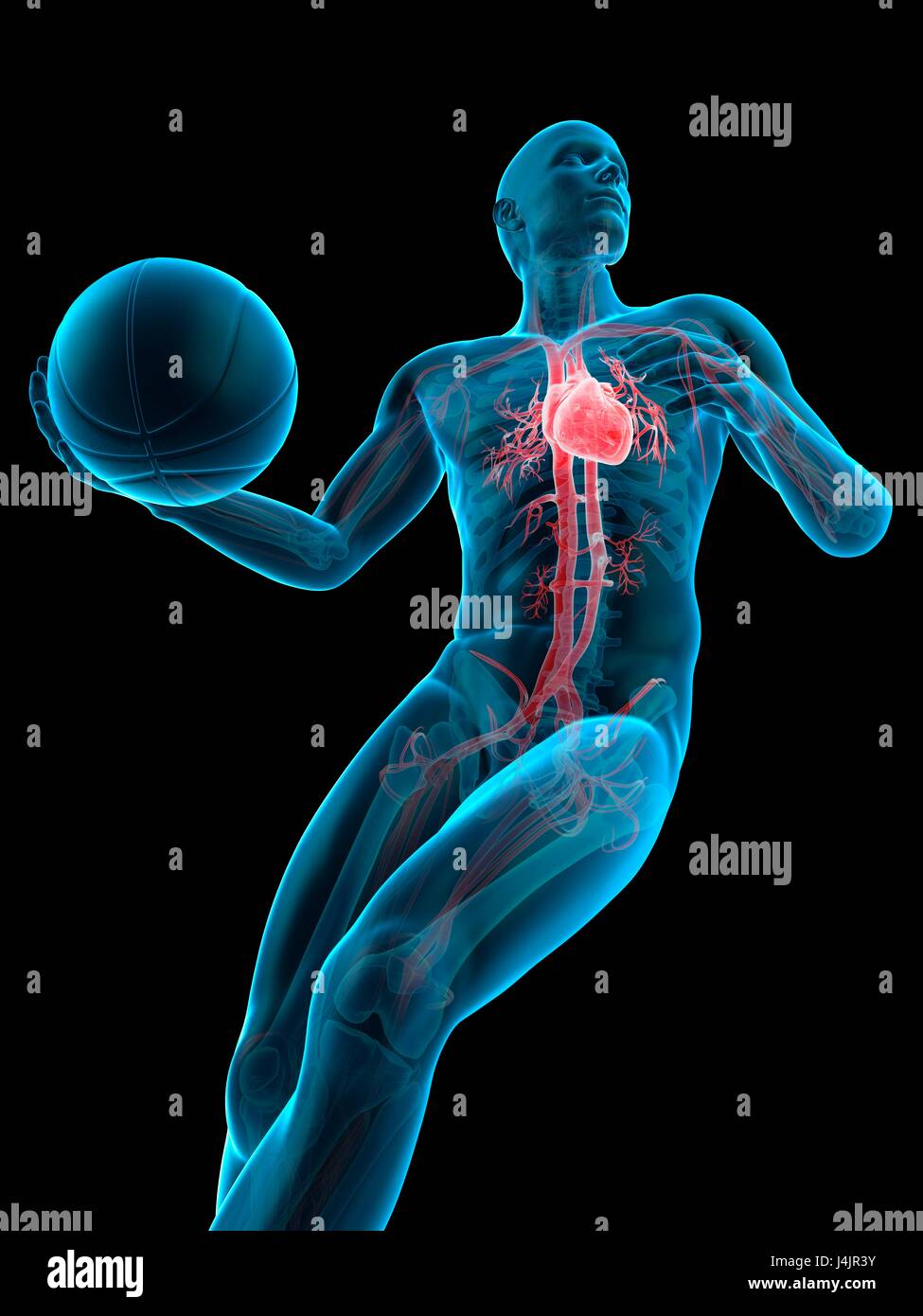 Anatomy of a basketball player, illustration Stock Photo - Alamy