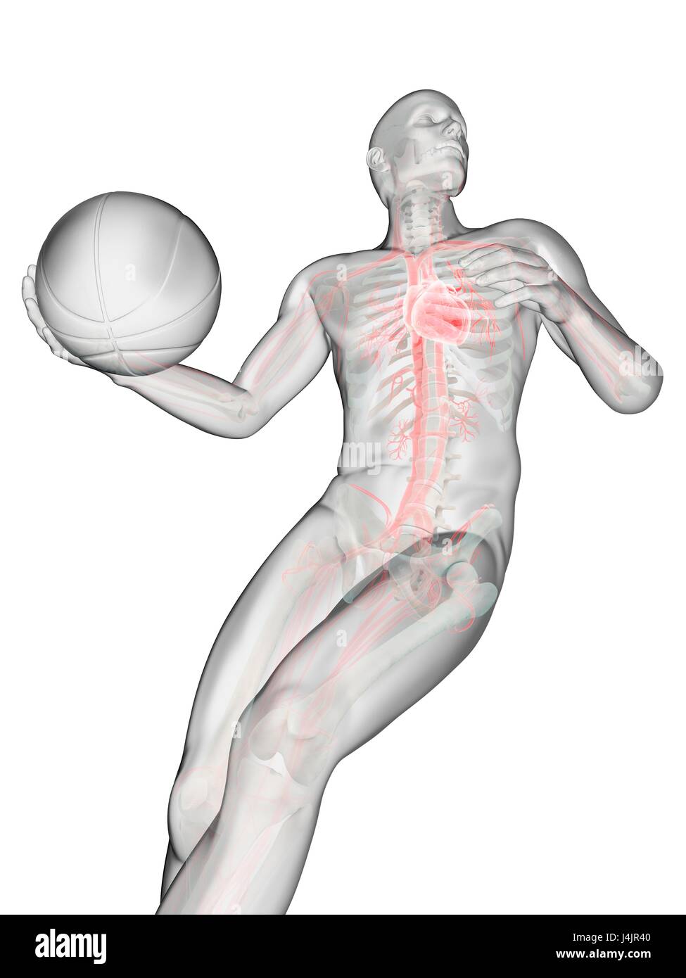Anatomy Of A Basketball Player High Resolution Stock Photography and ...