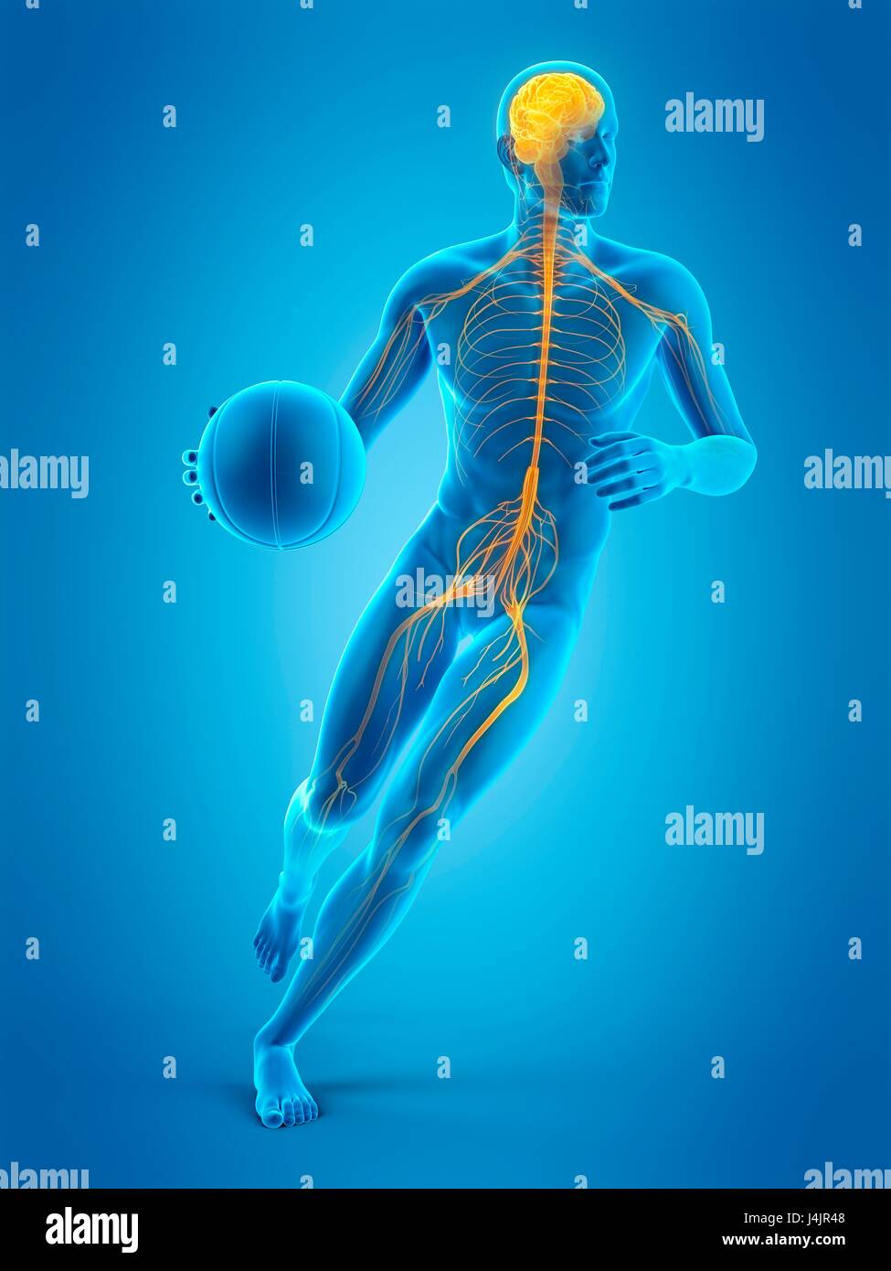 Nervous system of a basketball player, illustration Stock Photo - Alamy