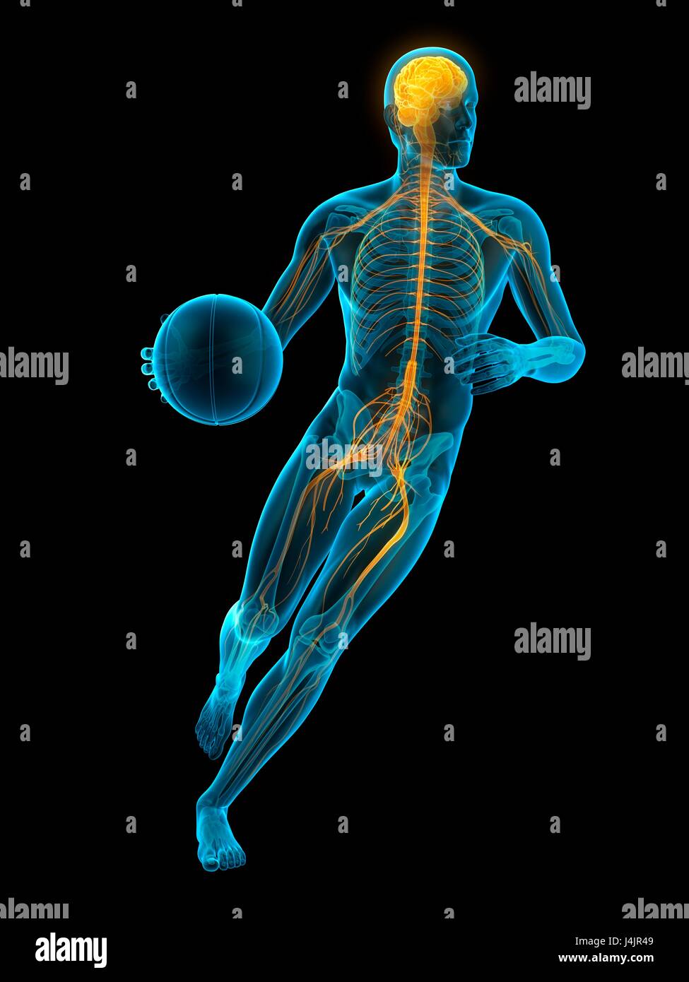 Nervous system of a basketball player, illustration Stock Photo - Alamy
