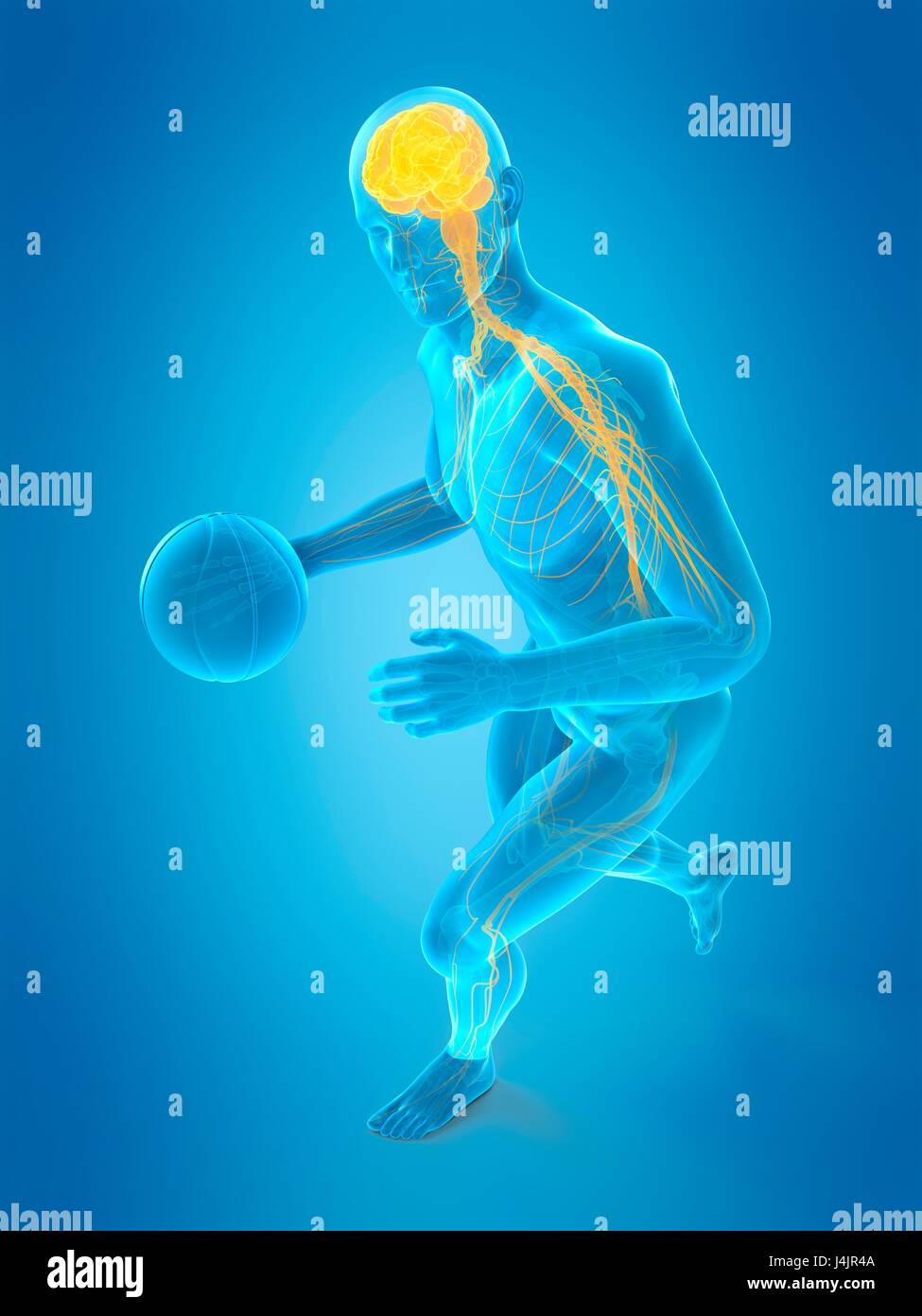Nervous system of a basketball player, illustration Stock Photo - Alamy