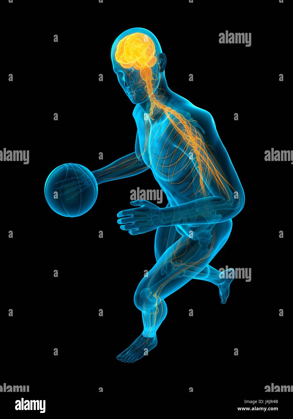 Nervous system of a basketball player, illustration Stock Photo - Alamy