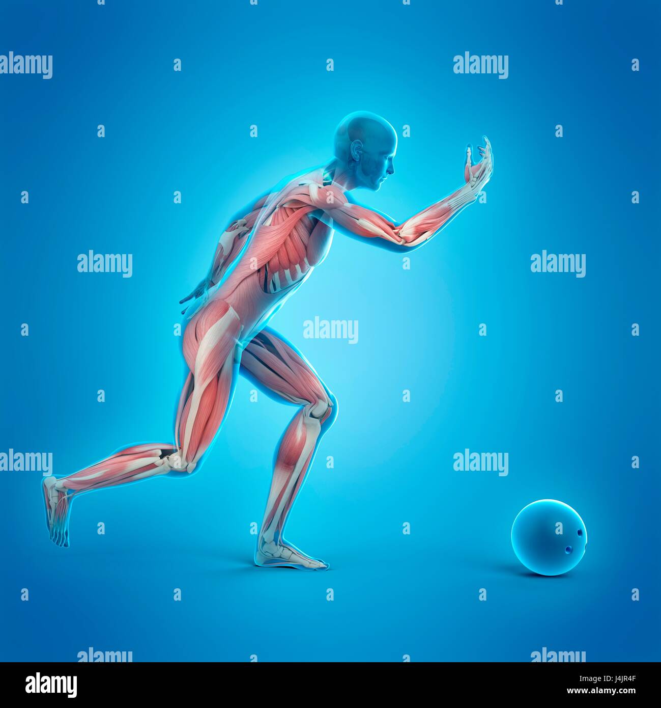 Muscular structure of a bowling player, illustration Stock Photo - Alamy