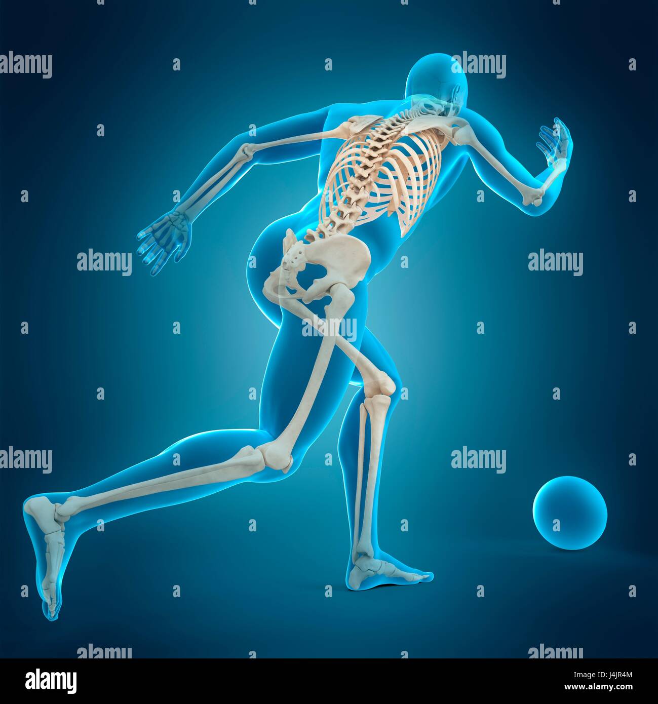 Skeletal structure of a bowling player, illustration Stock Photo - Alamy