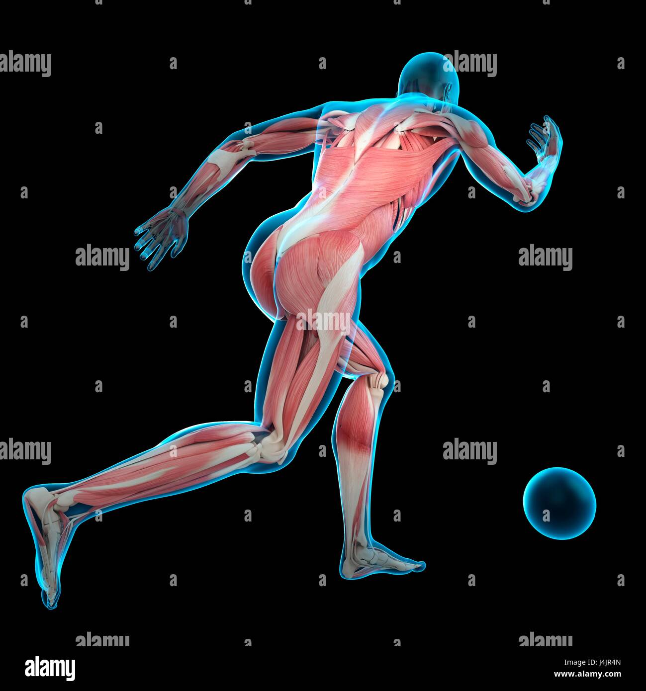 Muscular structure of a bowling player, illustration Stock Photo - Alamy