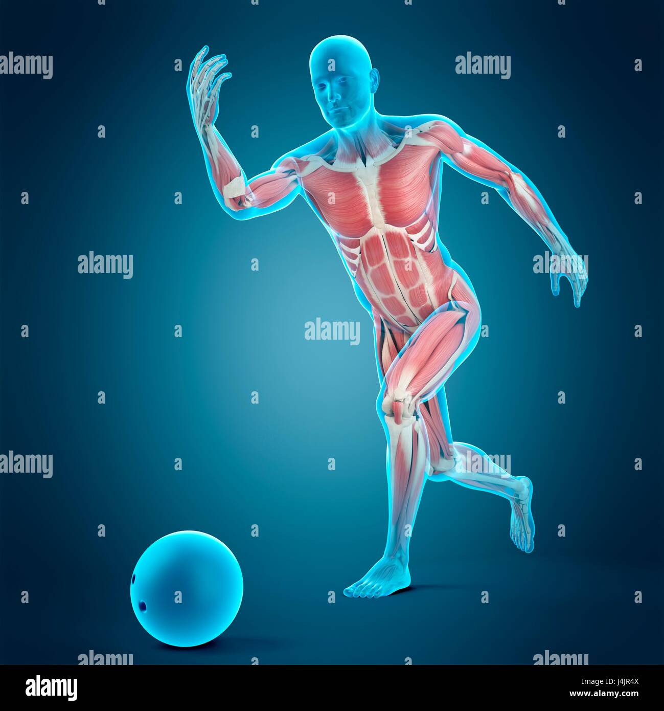 Muscular structure of a bowling player, illustration Stock Photo - Alamy
