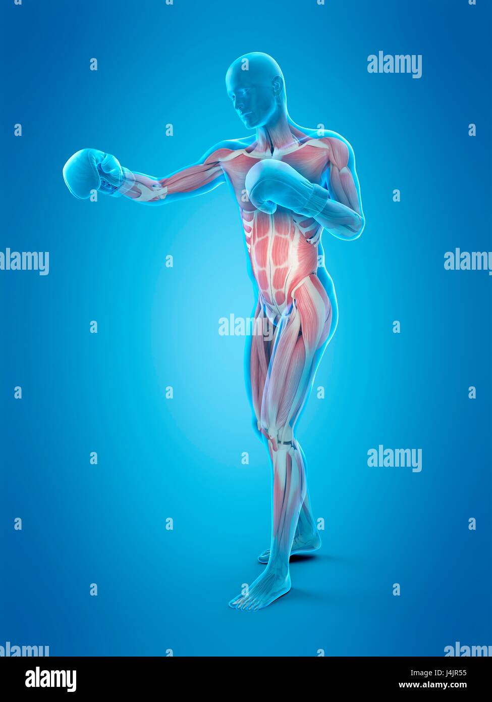 Muscular structure of a boxer, illustration Stock Photo - Alamy