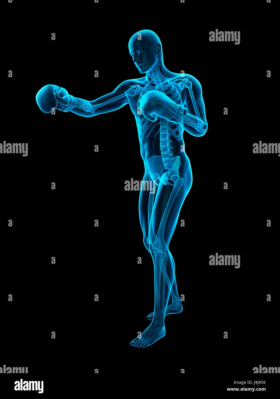 Skeletal structure of a boxer hi-res stock photography and images - Alamy