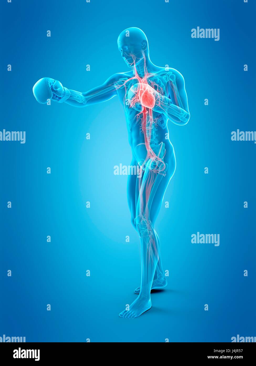 Anatomy of a boxer, illustration Stock Photo - Alamy