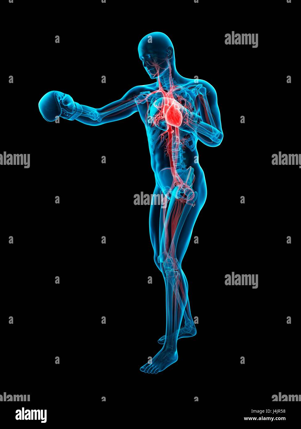 Anatomy of a boxer, illustration Stock Photo - Alamy