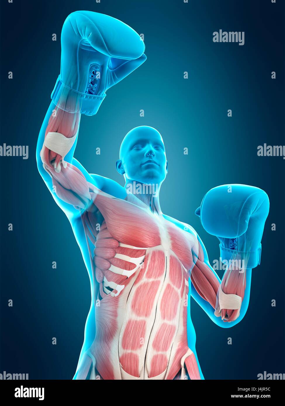 Muscular structure of a boxer, illustration Stock Photo - Alamy