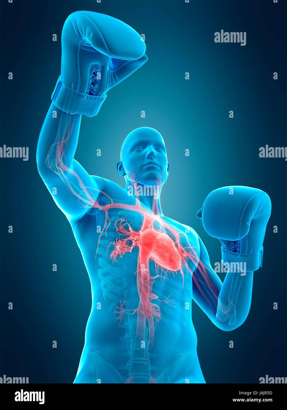 Anatomy of a boxer, illustration Stock Photo - Alamy