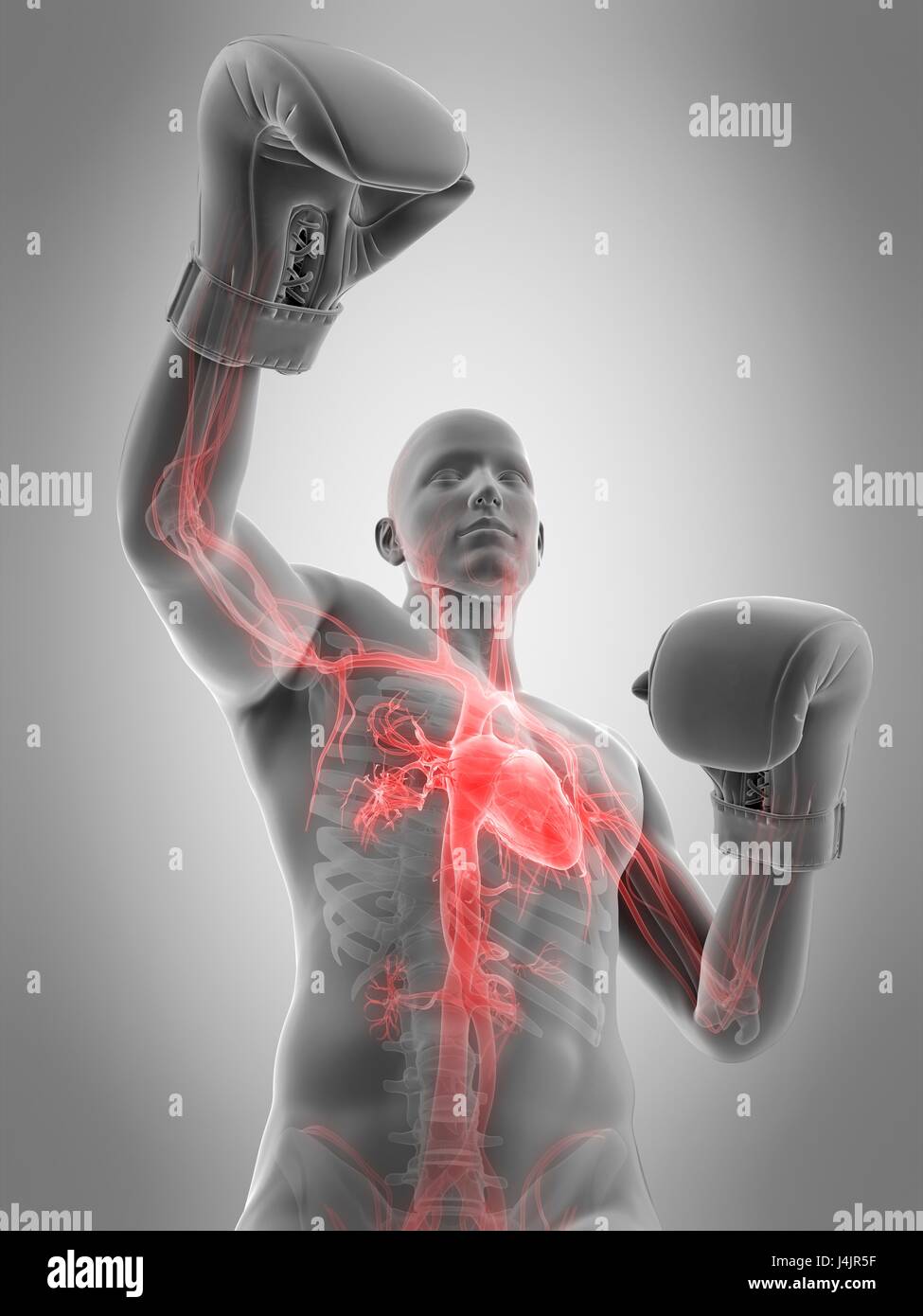 Anatomy of a boxer, illustration Stock Photo - Alamy