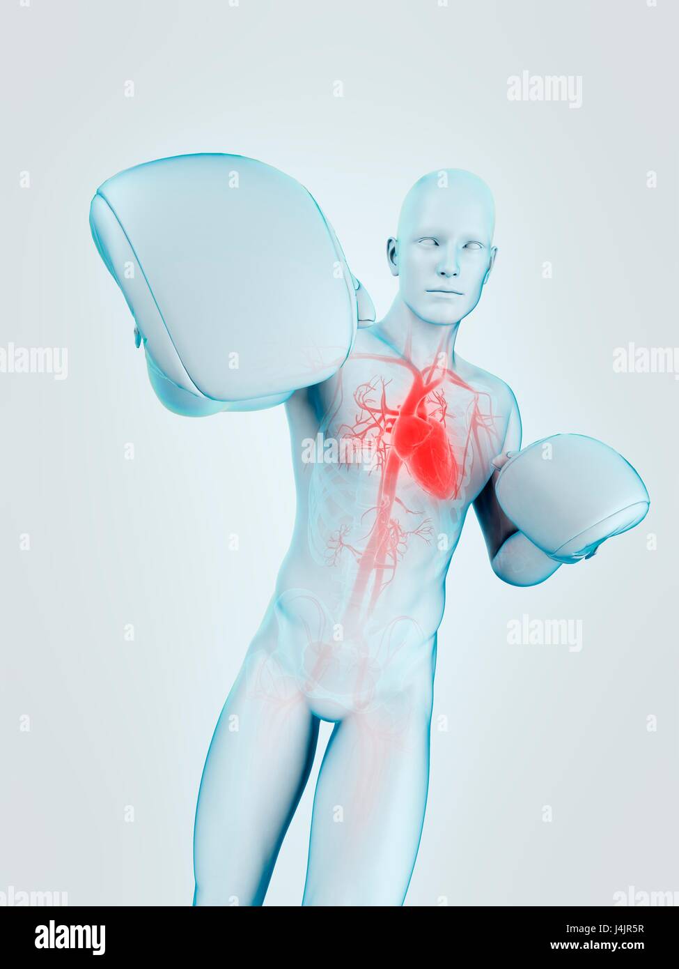 Anatomy of a boxer, illustration Stock Photo - Alamy