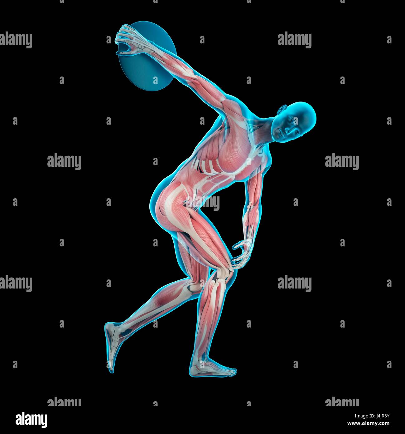 Anatomy Of Athlete Throwing Discus High Resolution Stock Photography ...