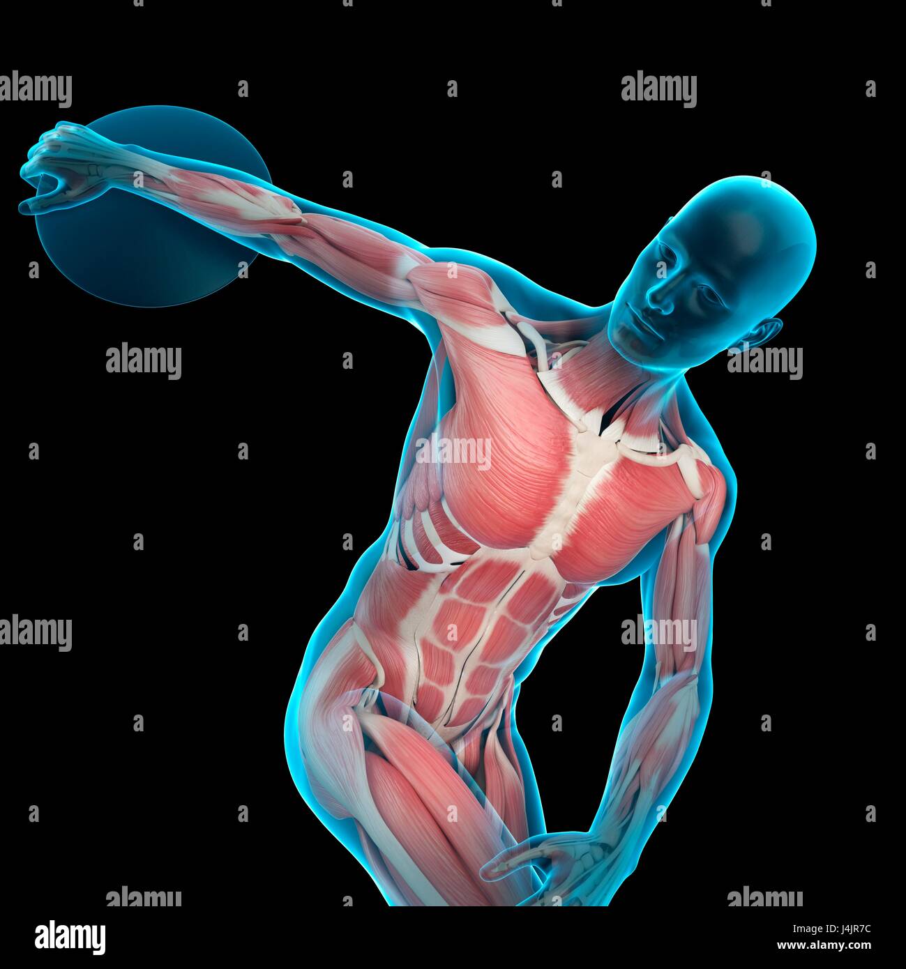 Muscular structure of athlete throwing discus, illustration Stock Photo ...