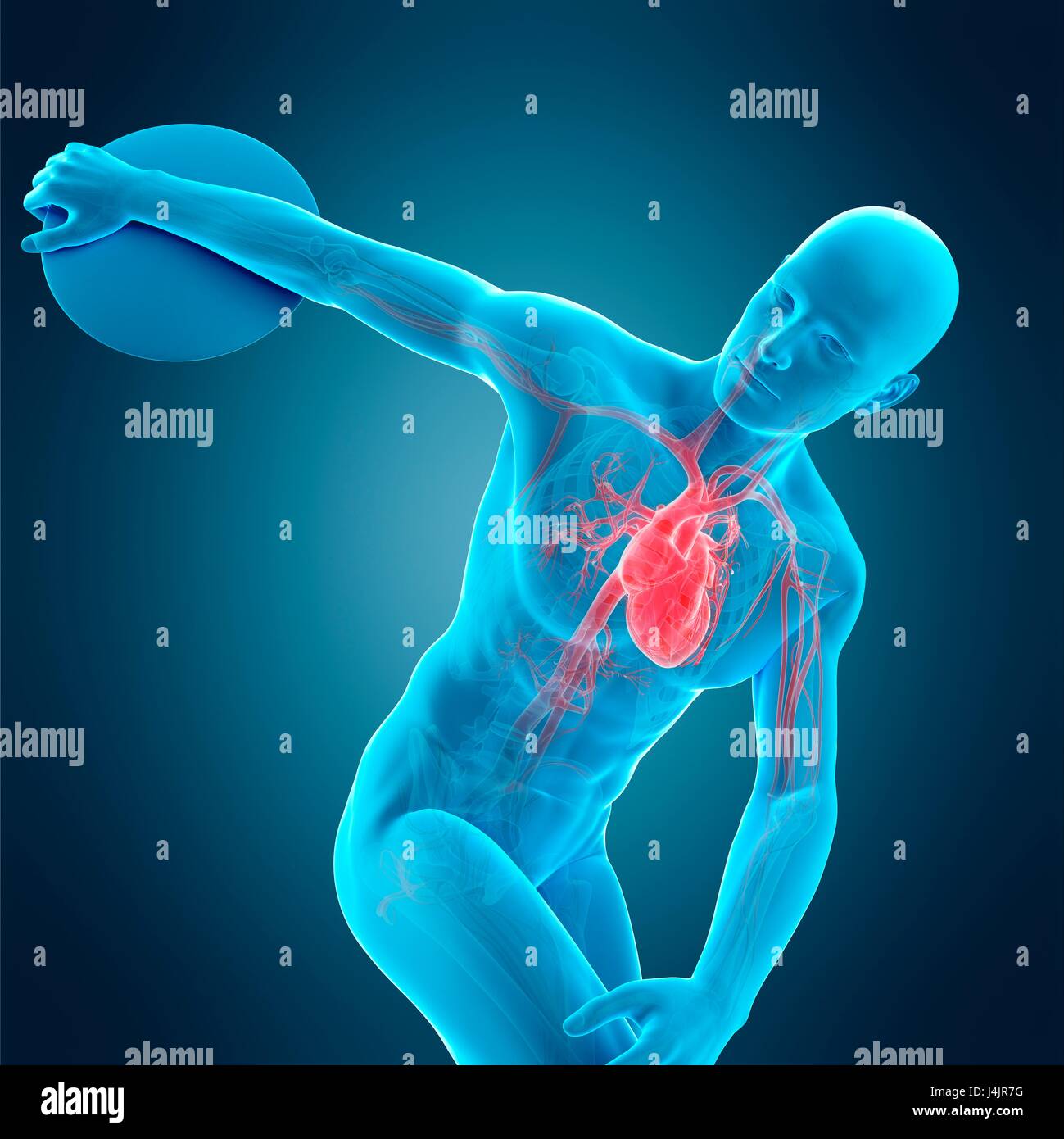 Anatomy of athlete throwing discus, illustration Stock Photo - Alamy