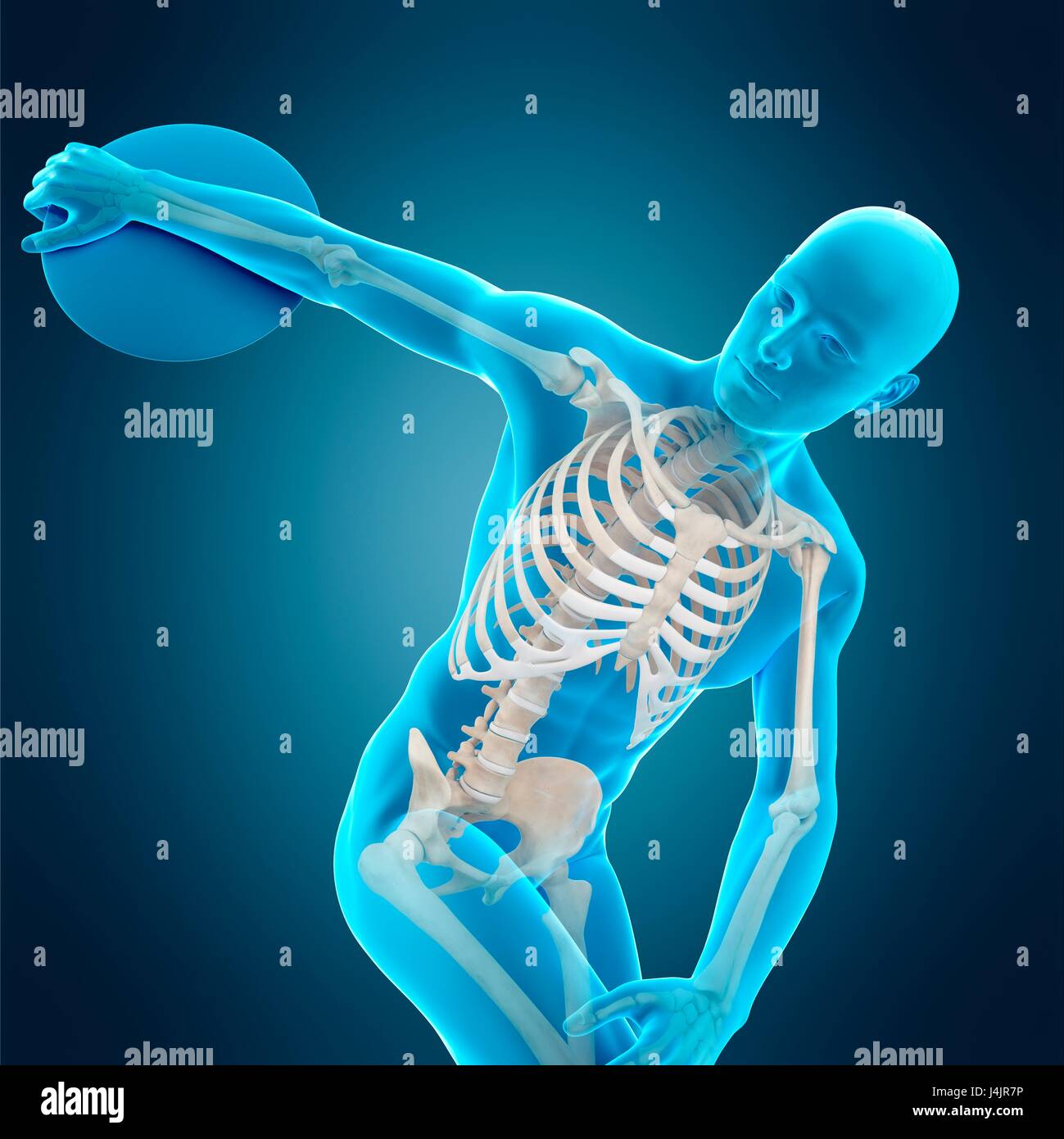 Skeletal structure of athlete throwing discus, illustration Stock Photo ...