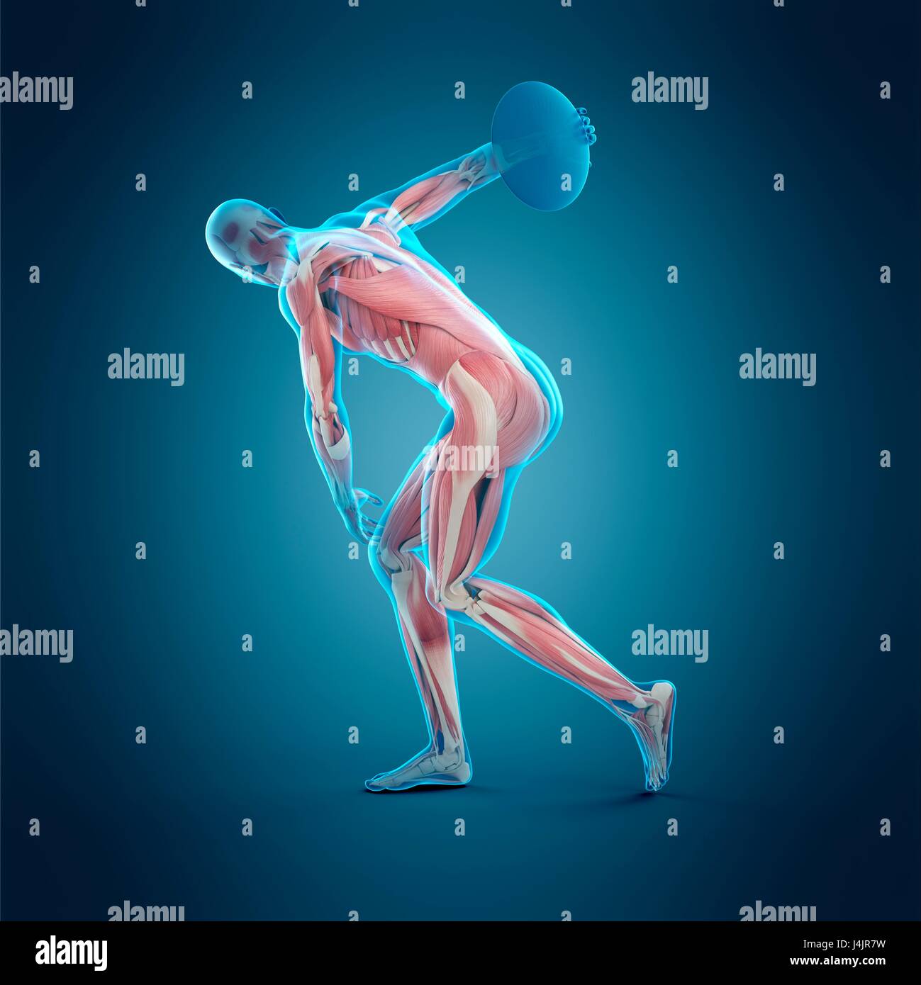 Muscular structure of athlete throwing discus, illustration Stock Photo ...