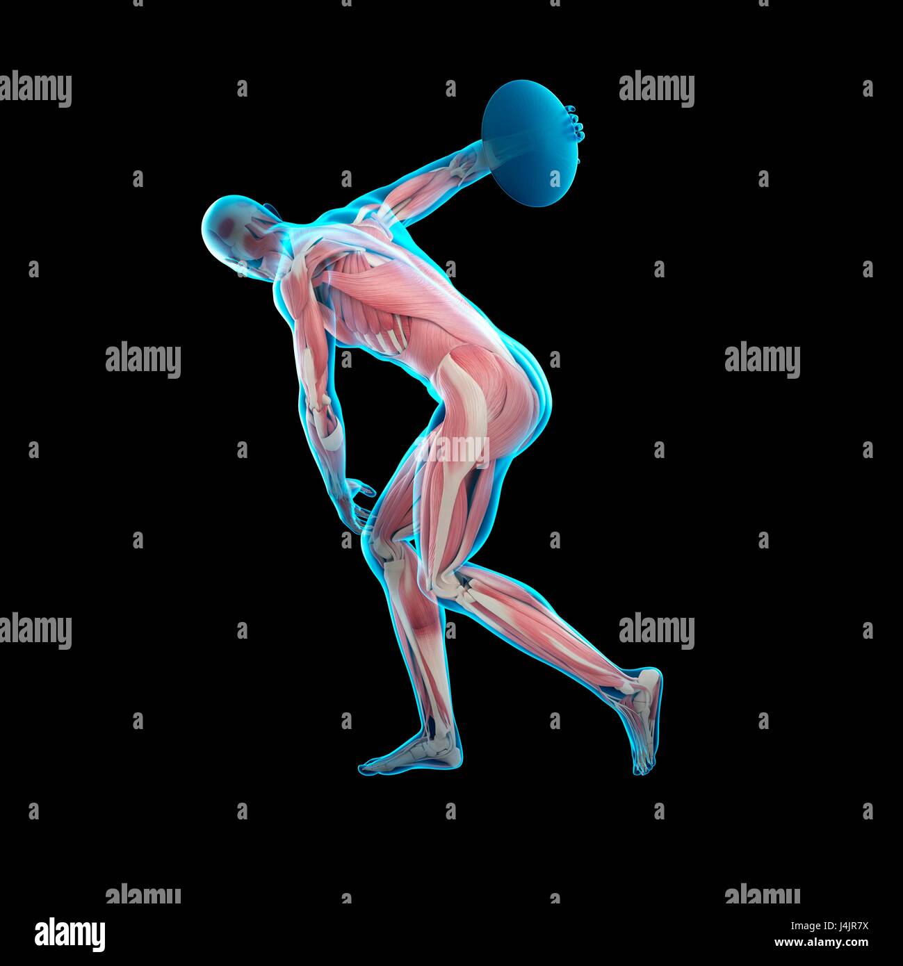 Muscular structure of athlete throwing discus, illustration Stock Photo ...