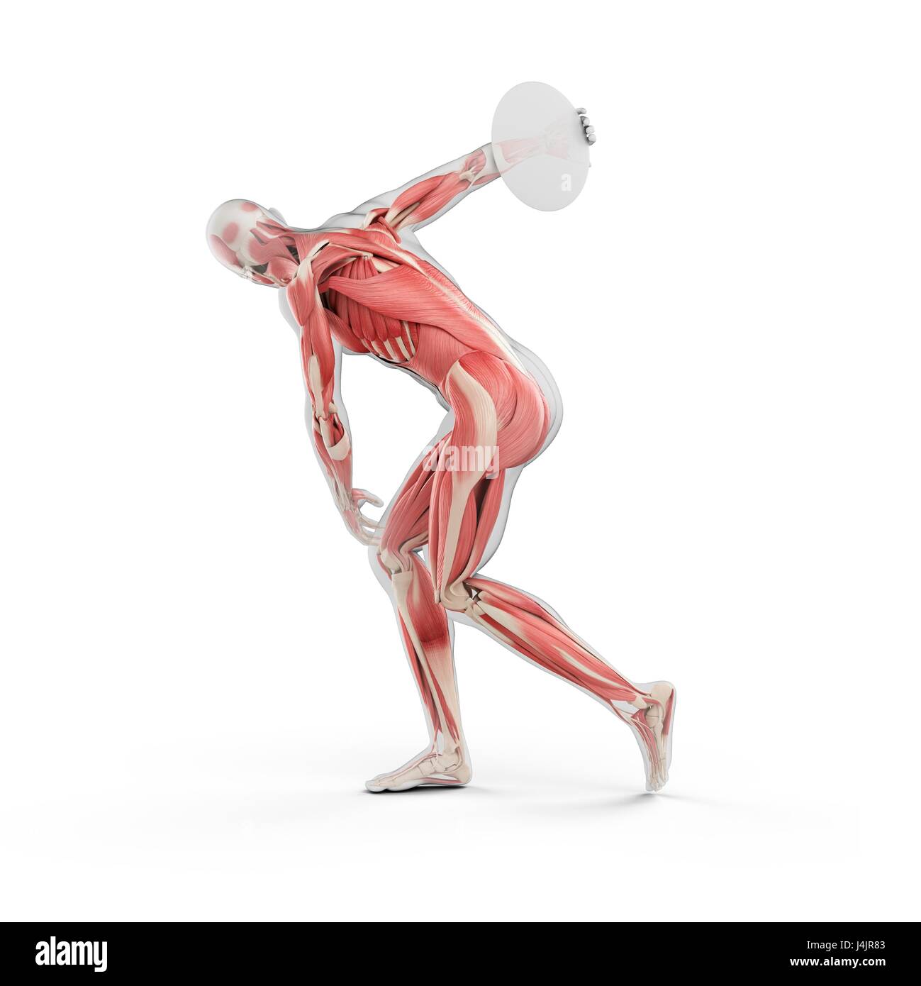 Muscular structure of athlete throwing discus, illustration Stock Photo ...