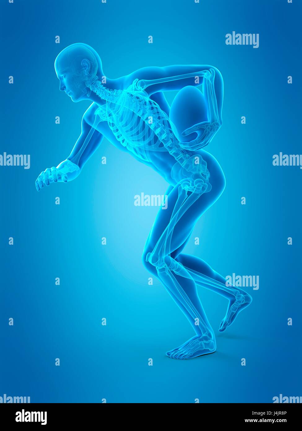 Skeletal Structure Of Rugby Player High Resolution Stock Photography ...
