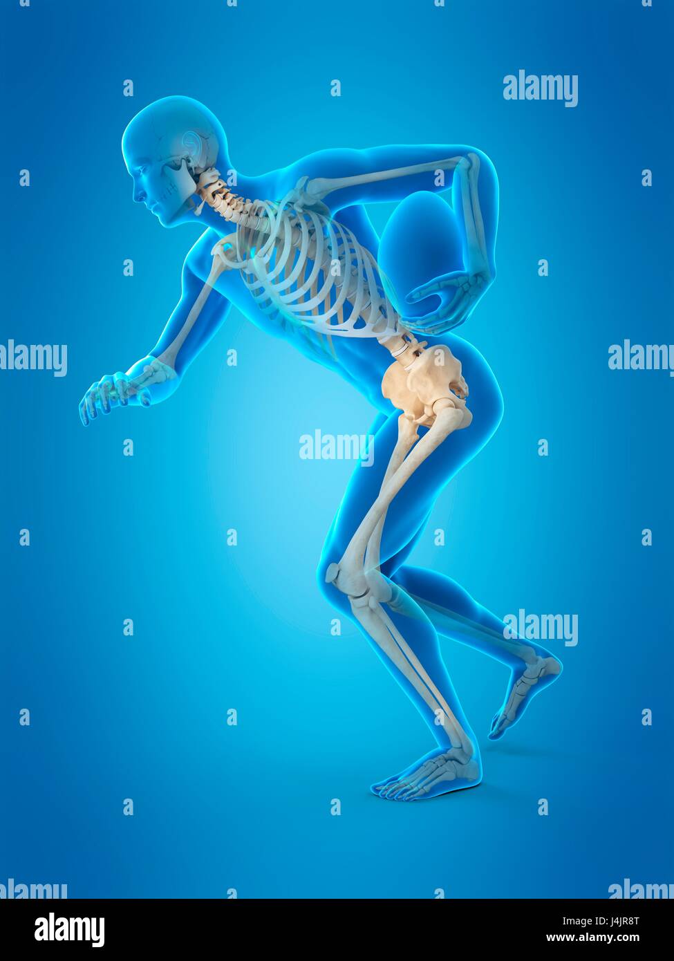 Skeletal structure of rugby player, illustration Stock Photo - Alamy