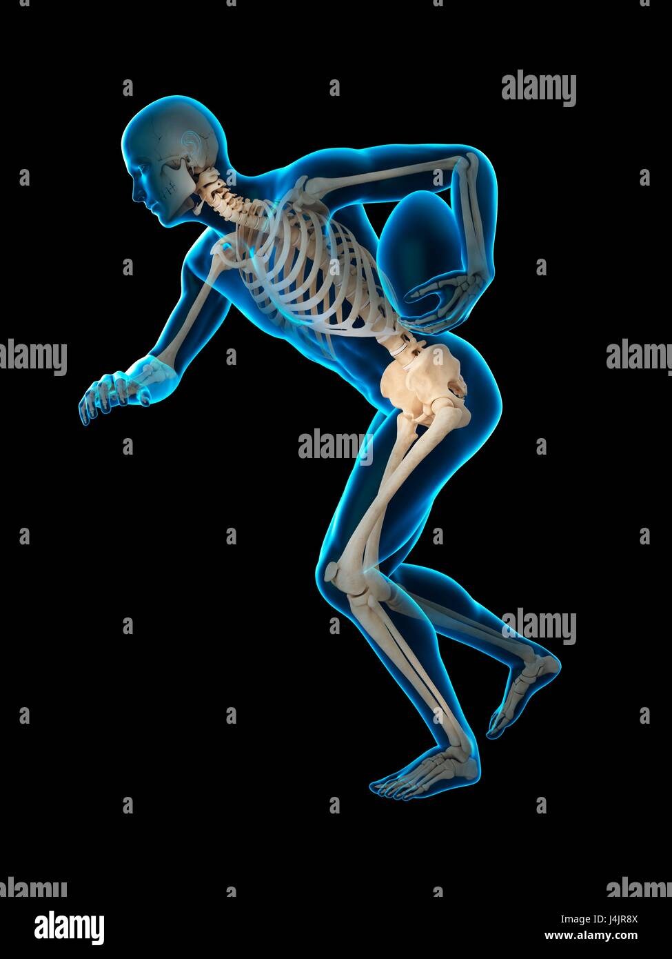 Skeletal Structure Of Rugby Player High Resolution Stock Photography ...