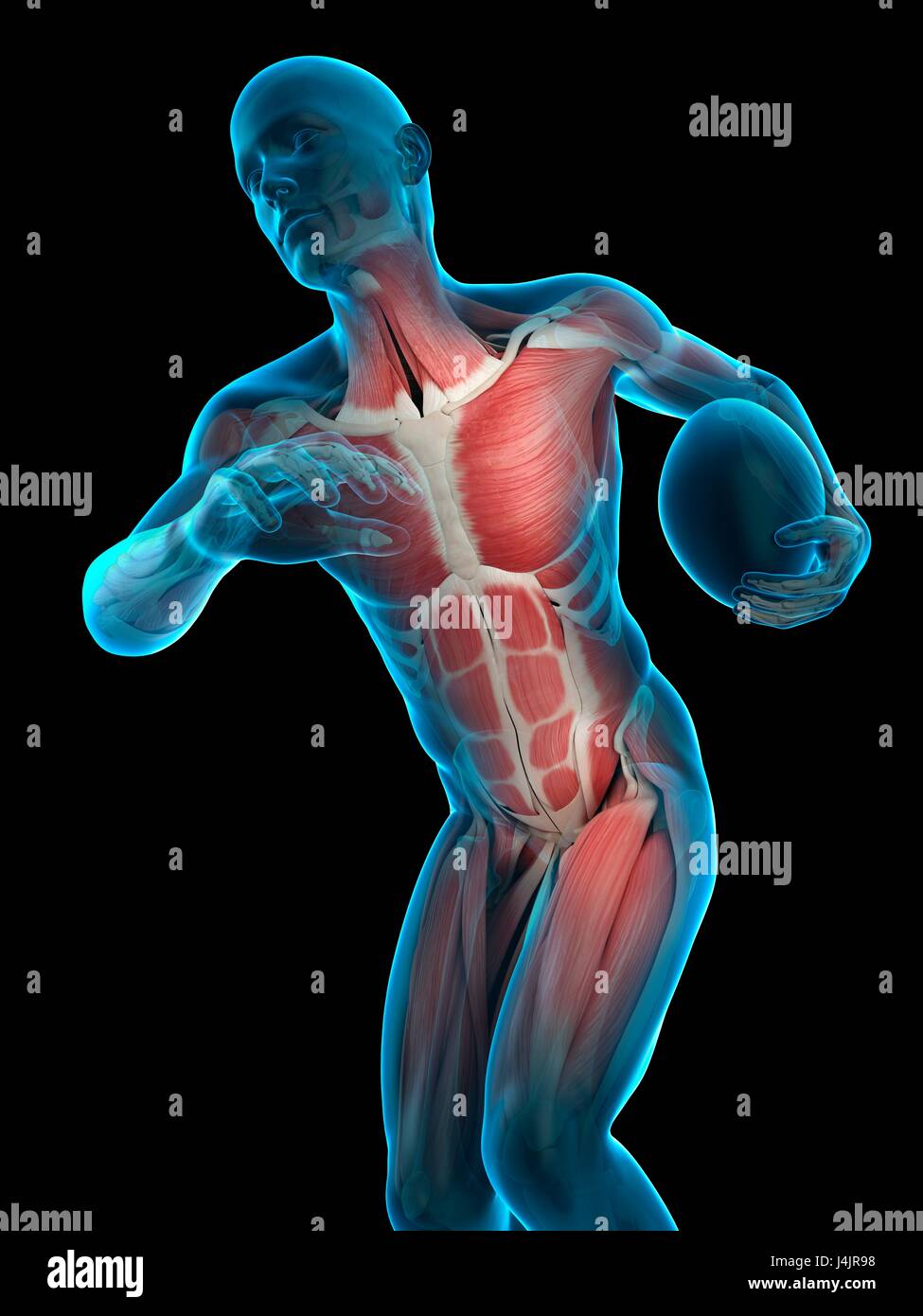 Muscular structure of rugby player hi-res stock photography and images ...