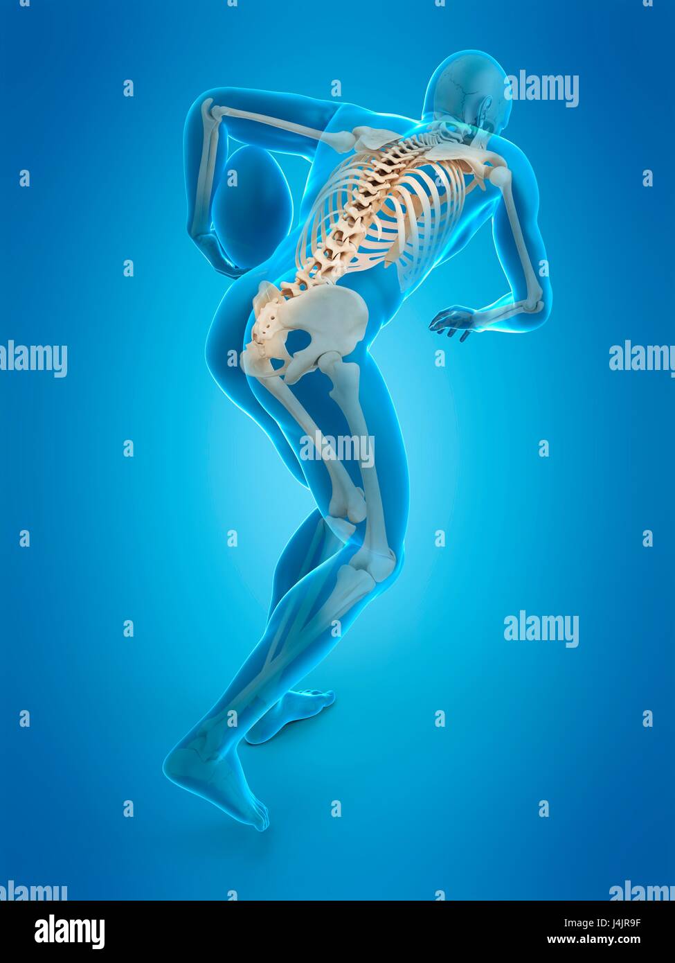 Anatomy of rugby player hi-res stock photography and images - Alamy
