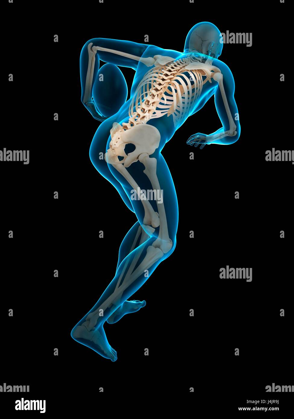 Skeletal Structure Of Rugby Player High Resolution Stock Photography ...