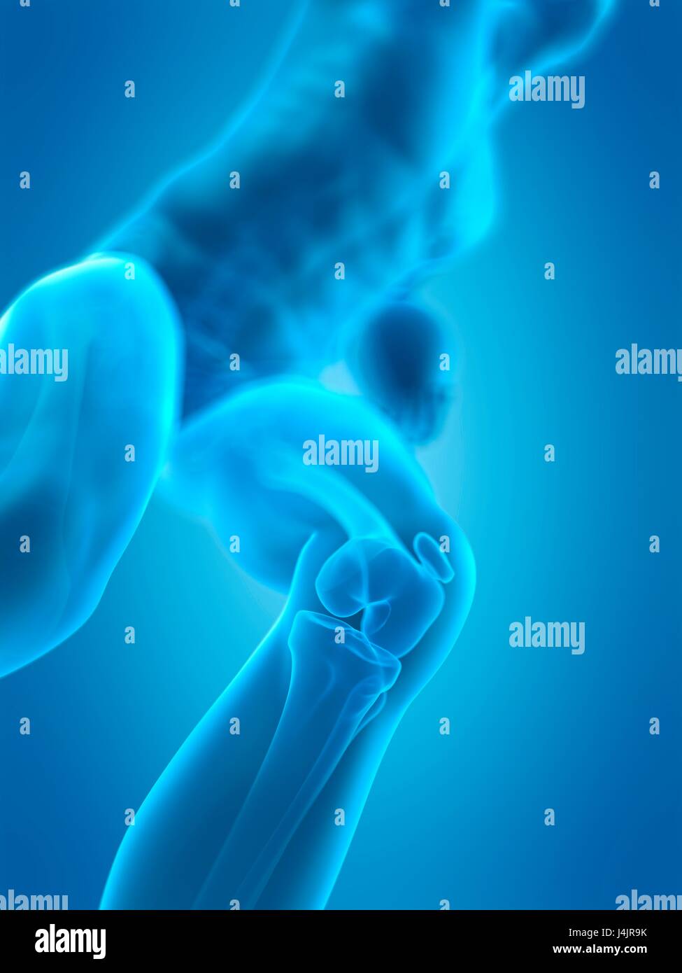 Human knee anatomy, illustration Stock Photo - Alamy